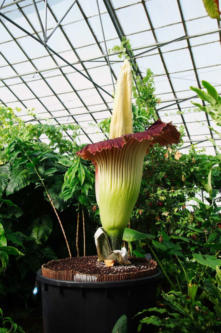 Corpse Flower Care: The Ultimate Guide - Blooming Expert