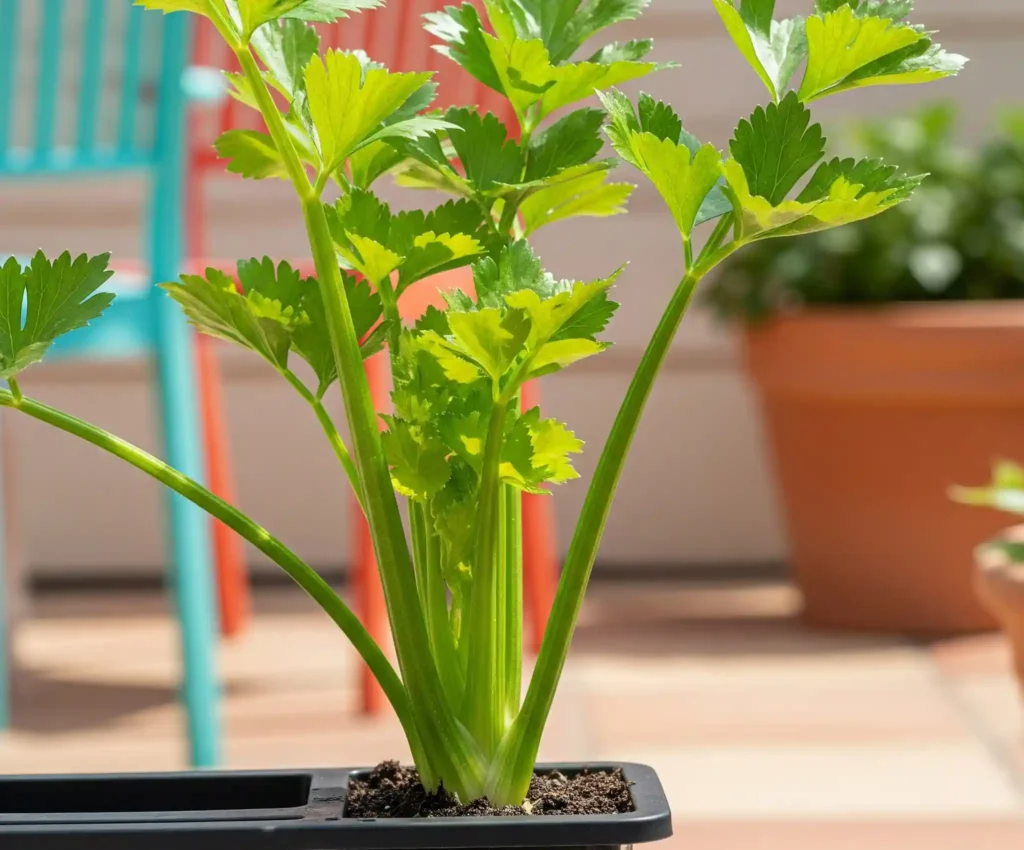 The Complete Guide to Growing Celery in Pots for a Perfect Harvest - Blooming Expert