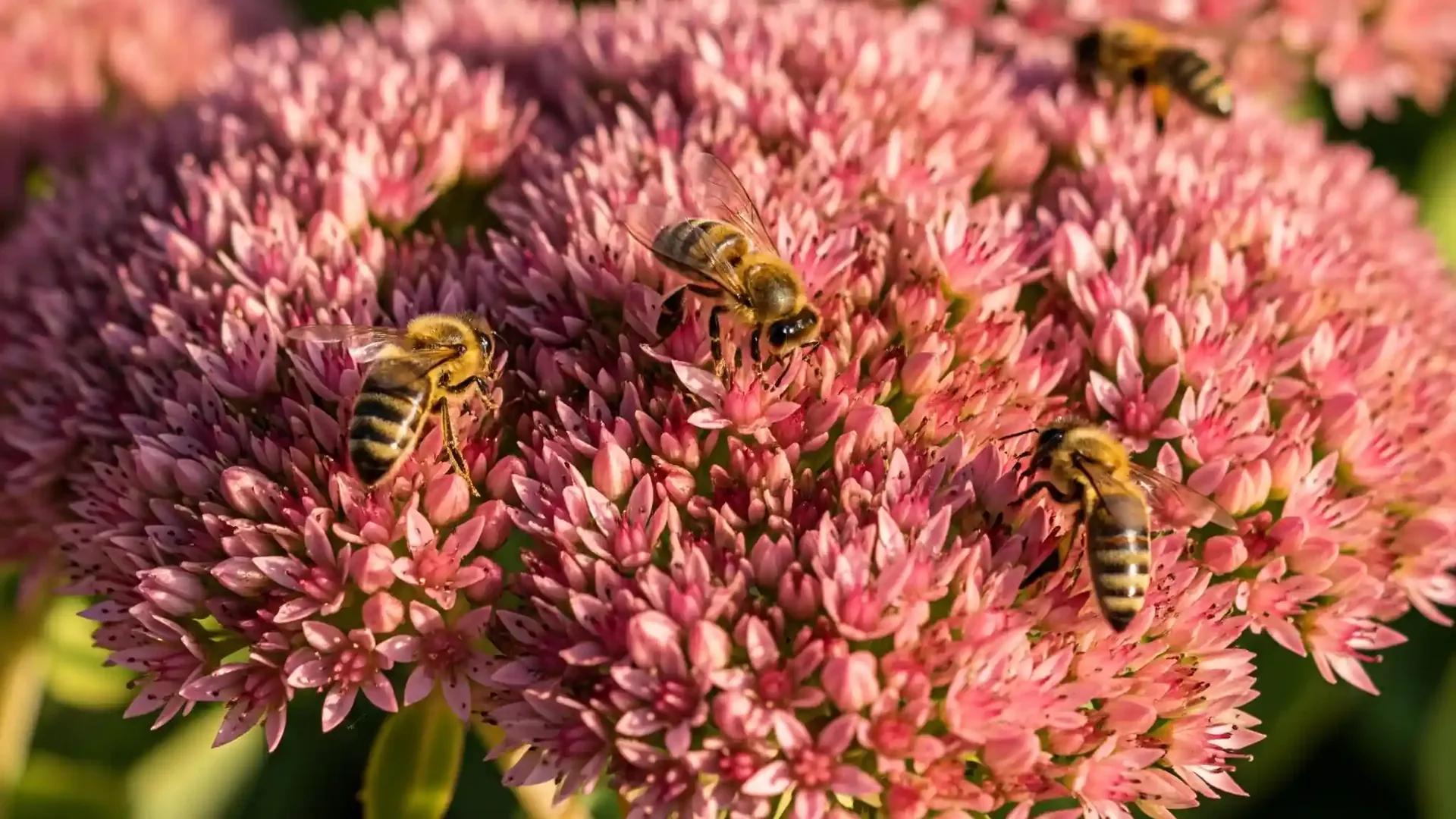 The #1 Secret to Strong, Upright Stonecrop (That Never Flops ...