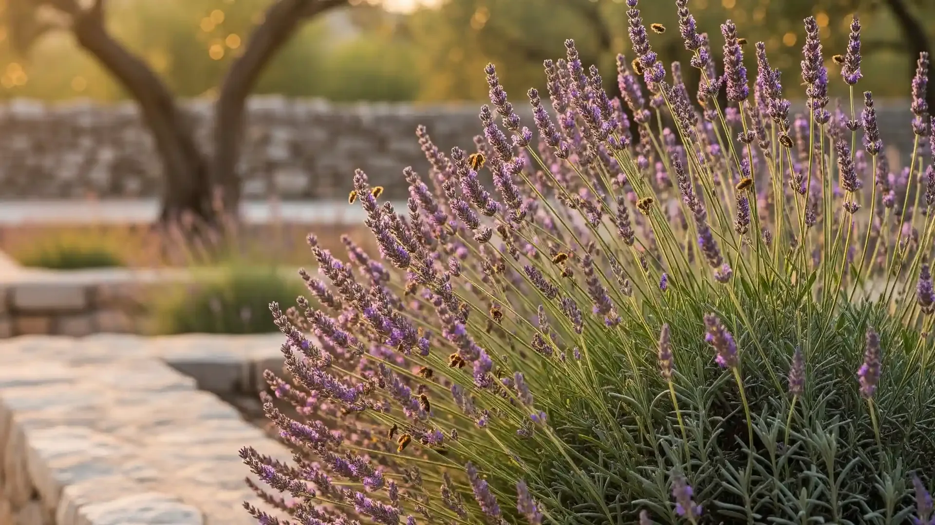 How to Grow Lavender: Your Fail-Proof Guide to Fragrant, Flourishing ...