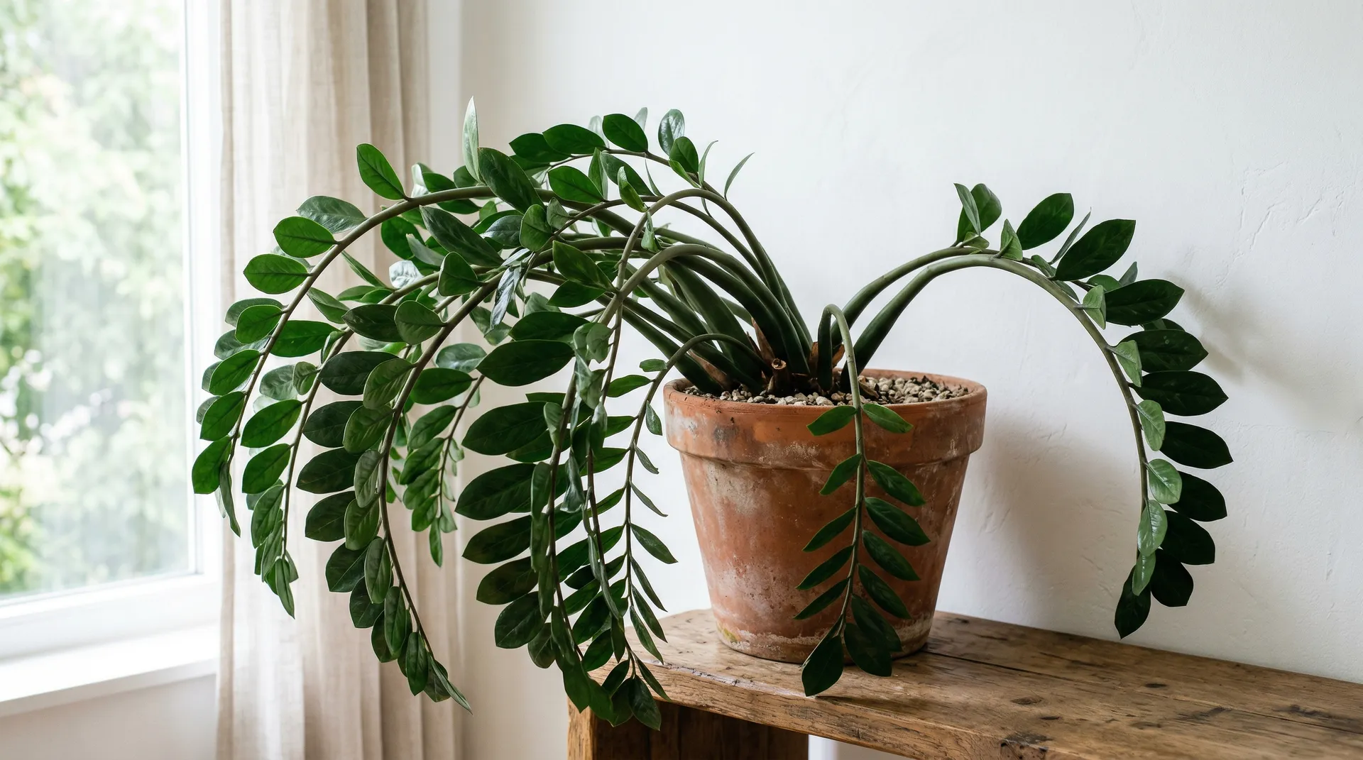 Why Is My ZZ Plant Drooping? 5 Causes and the Fix Most People Miss ...
